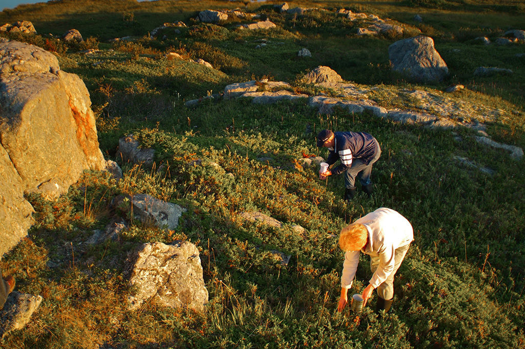 Wild Berry Picking | Things to Do | Fogo Island Inn